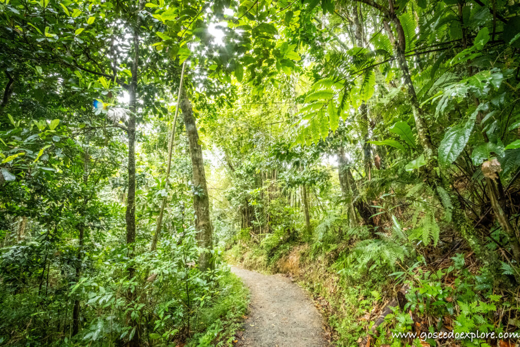 Returning to El Yunque - Go See Do Explore