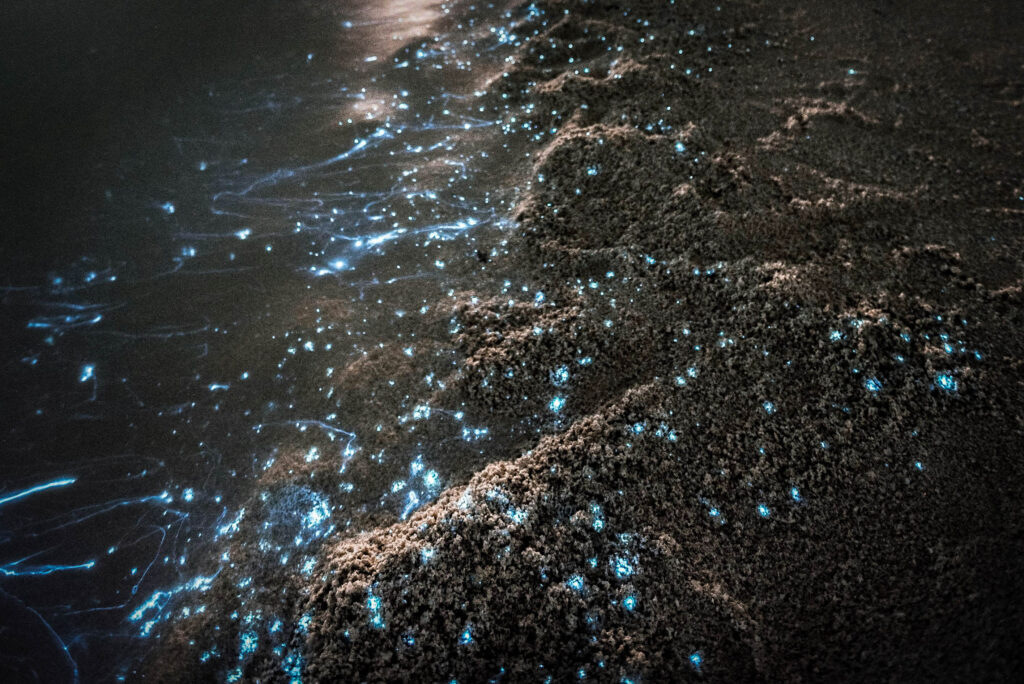 Mosquito Bioluminescent Bay - Vieques - Go See Do Explore